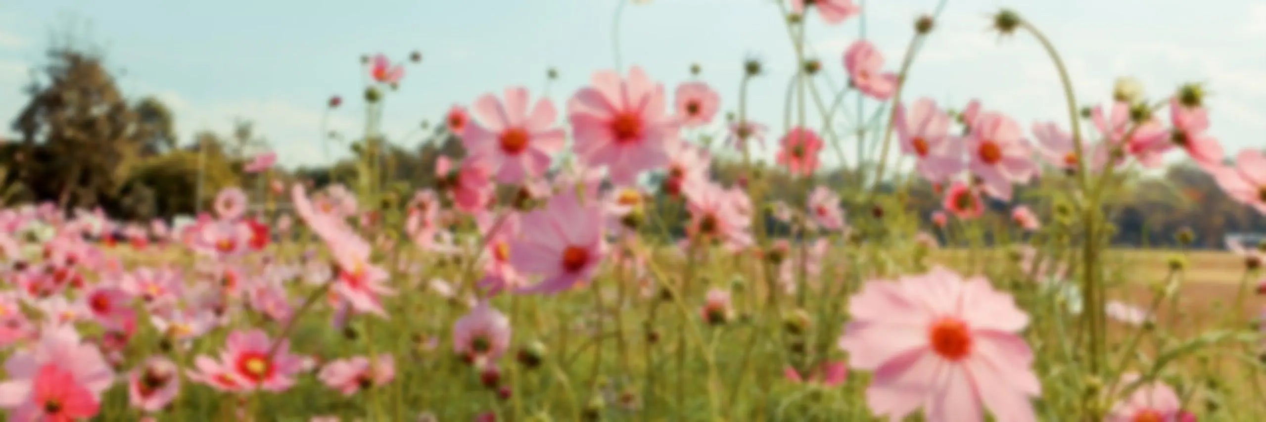 Flower Power: The 1960s Cultural Movement that Still Inspires Today ...