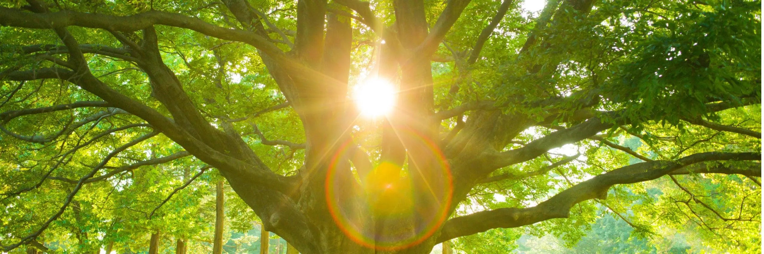 Fun Facts about the Tree of Life – Hippie Shop
